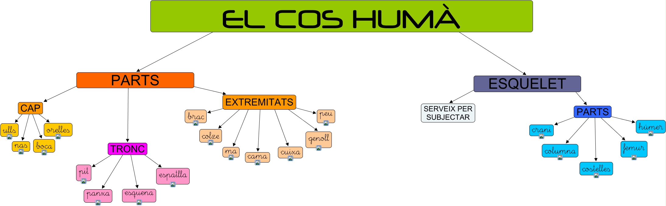 el cos humà